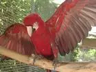 Macaw bi. Encyclopedia Onye nwe Nnụnụ. Macaw parrot gbasaa
