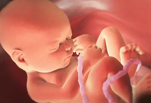 Razvoj embrija po danu i tjednu. Faze razvoja embrija po danu i tjednu Što se događa s bebom